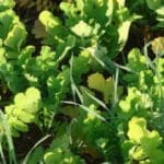 Channel Seed | AgriVision Solutions LLC