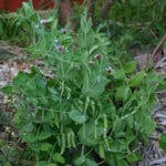 Channel Seed | AgriVision Solutions LLC