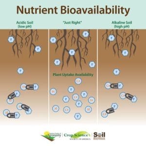 Nutrient Bioavailability | AgriVision Solutions LLC